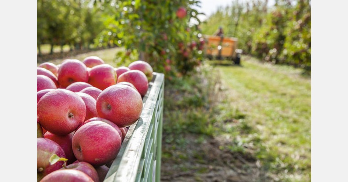 “Las Pink Lady tienen este año los calibres y la coloración ...