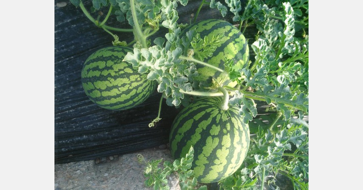 Se prevé una reducción de la superficie del 15% en la cosechas de melón ...