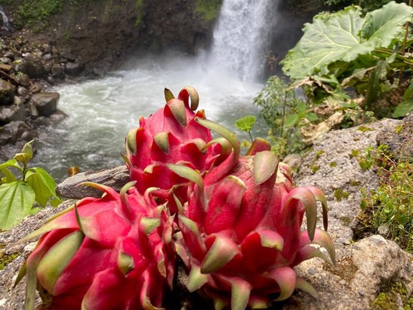 “Queremos llevar nuestra pitahaya a los mercados escandinavos, en los ...