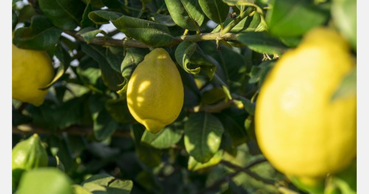 "A pesar de la histórica caída de producción de limón Verna, la demanda ...
