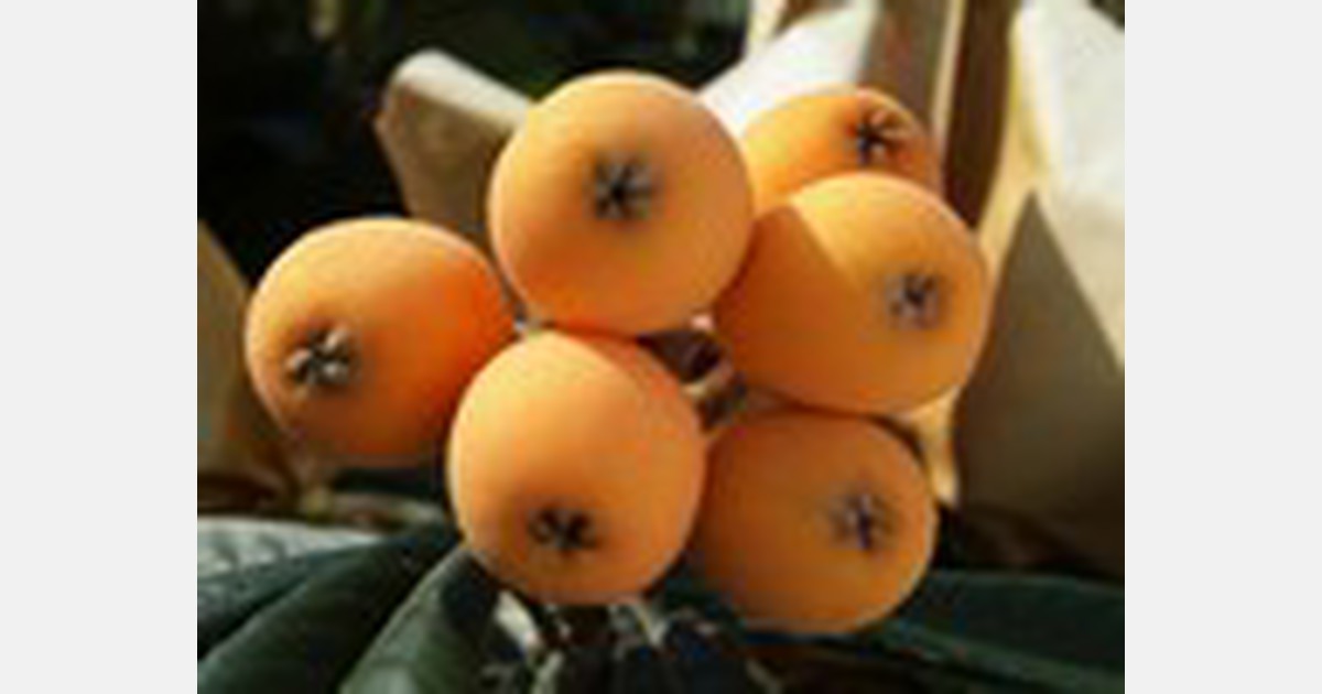 La producción de níspero estará esta campaña en Málaga "entre los 150. ...