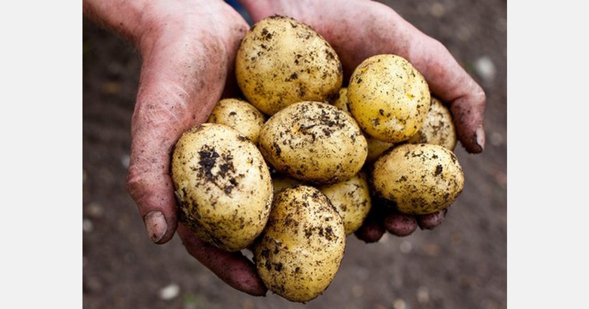 "La lluvia impide la cosecha de patata temprana en Sevilla y Cartagena ...