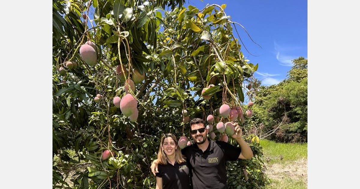 "Hemos empezado a importar mango marítimo de R. Dominicana con idéntico ...