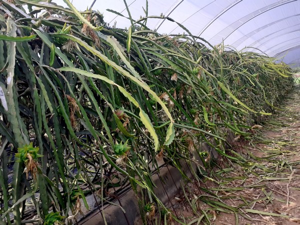 “A partir de septiembre la pitahaya española se queda prácticamente ...