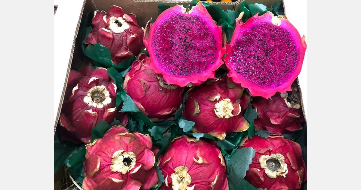 “A partir de septiembre la pitahaya española se queda prácticamente ...