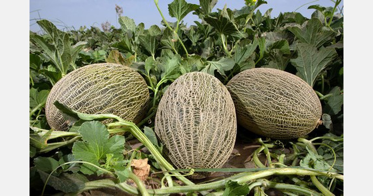 Las lluvias podrían retrasar la recolección de melón y sandía en Ciudad ...