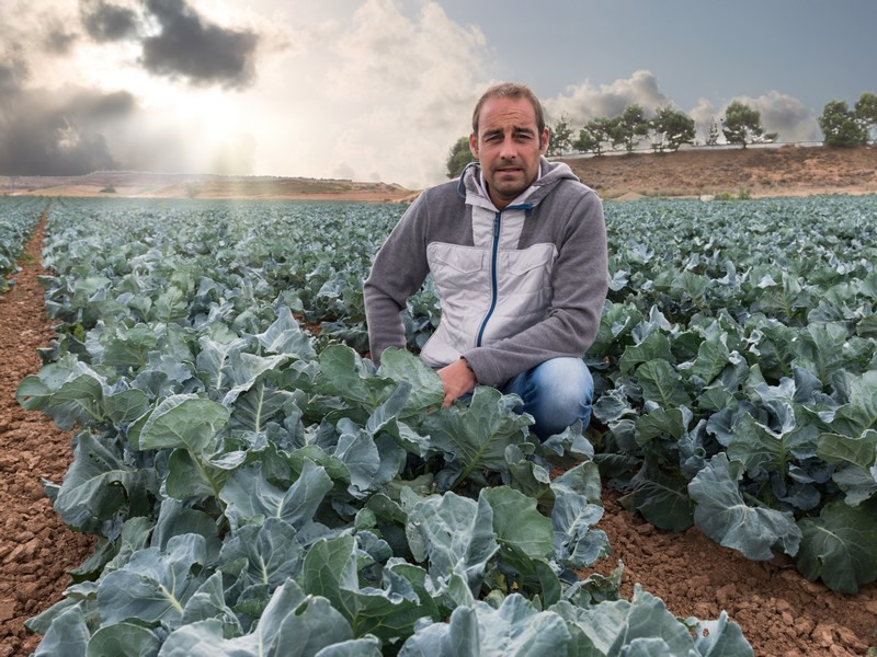 “Viendo la situación, los productores de brócoli no tendrán problemas ...