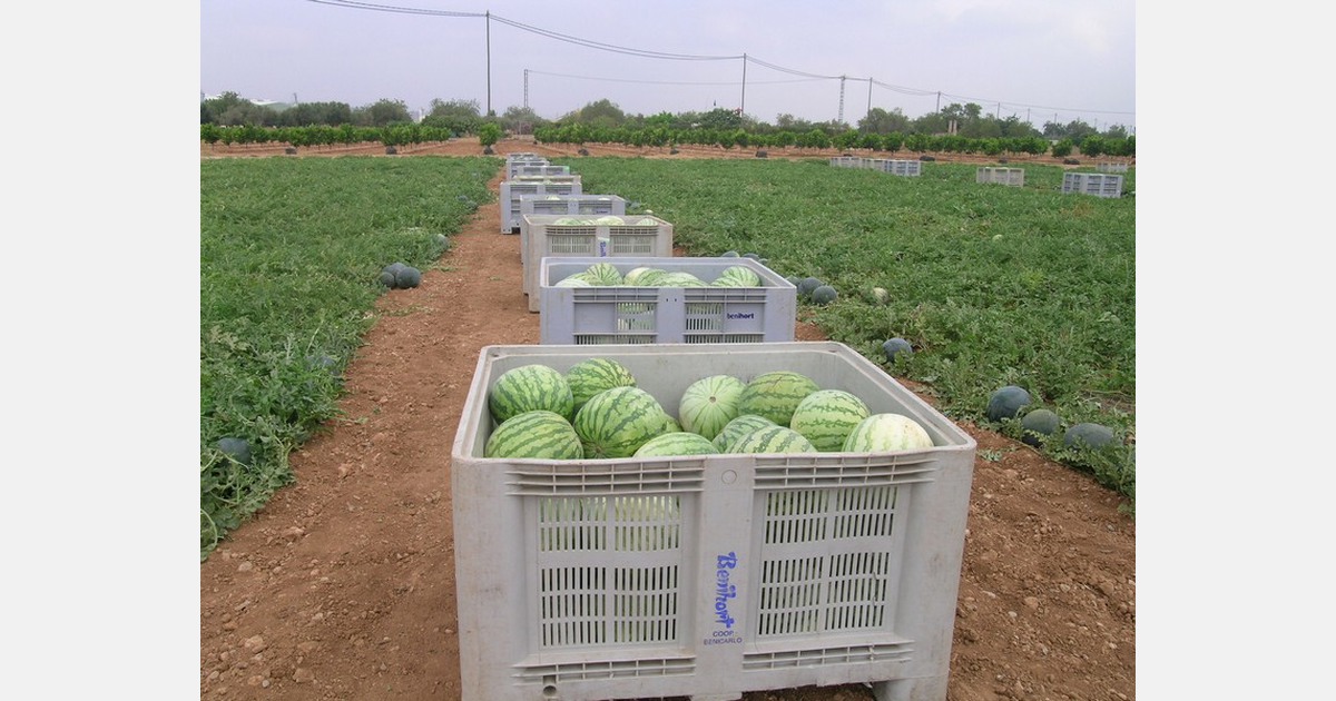 Estiman pérdidas directas de 44 millones de euros para los productores ...