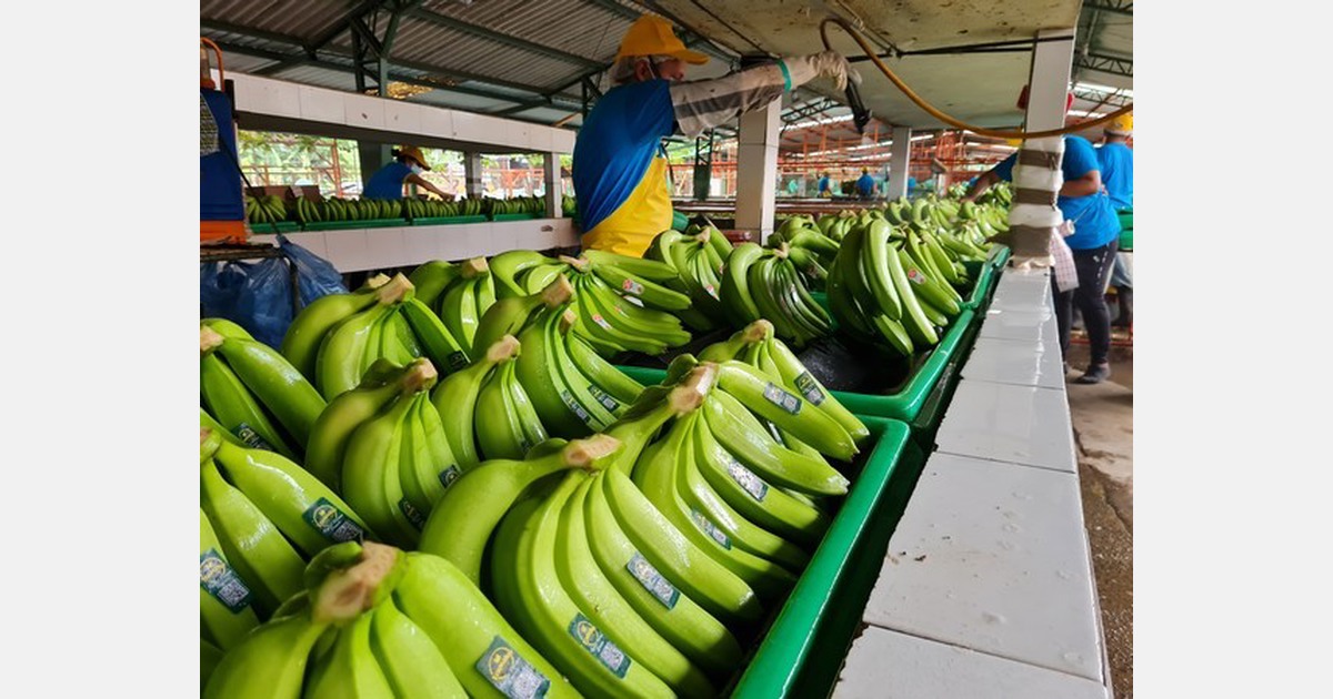 Banana Time conecta la industria bananera en Ecuador