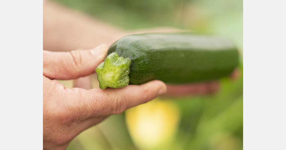 “Nuestra gama de calabacines altamente partenocárpicos, Frutastic, ya ...