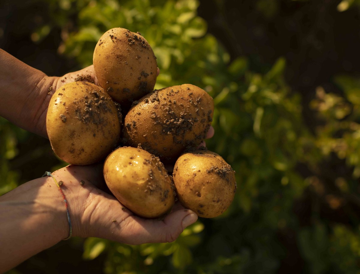 "La corta campaña de patata temprana y el retraso en la cosecha de ...