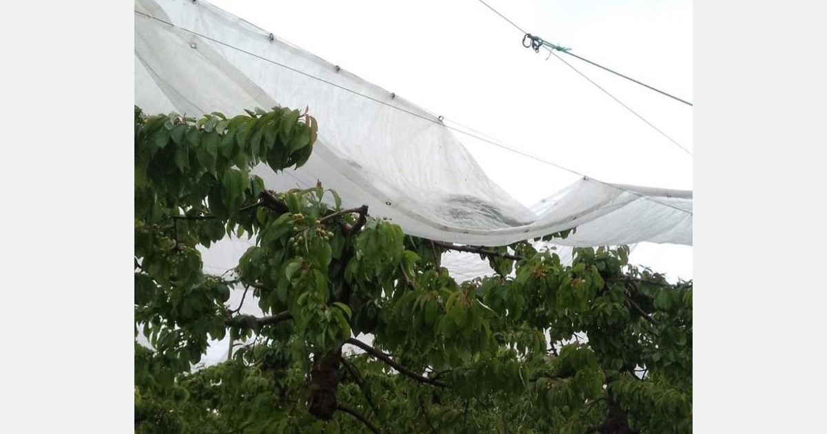 Las lluvias dañan estructuras y causan el rajado de cerezas tras las ...