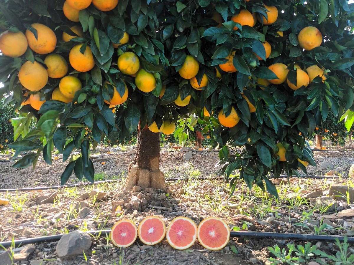 Crece el interés por la variedad de naranja pigmentada Red Lina