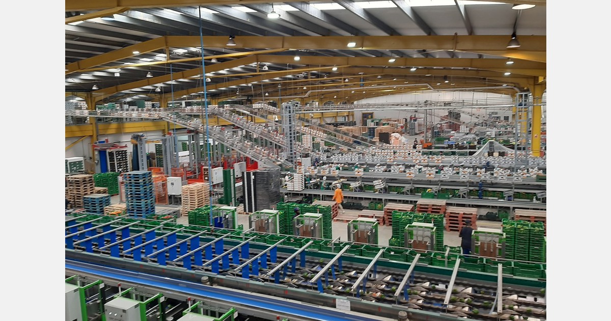 “El atraso en las plantaciones de pimiento esta campaña podría hacer ...