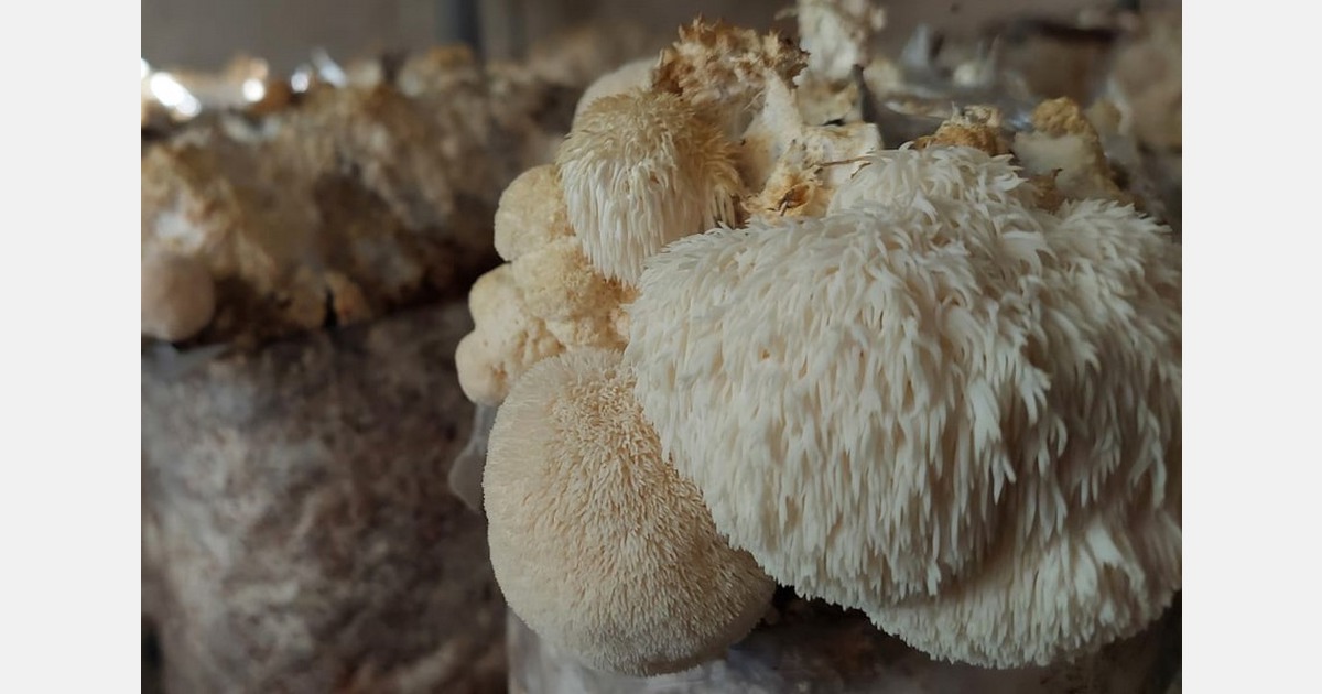 “La melena de león se ha situado como una opción muy interesante por su ...