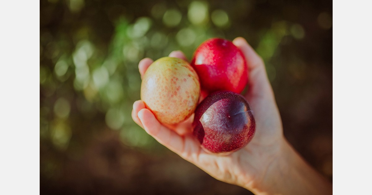 Metis ha estado presente en más de 60 enseñas de toda Europa