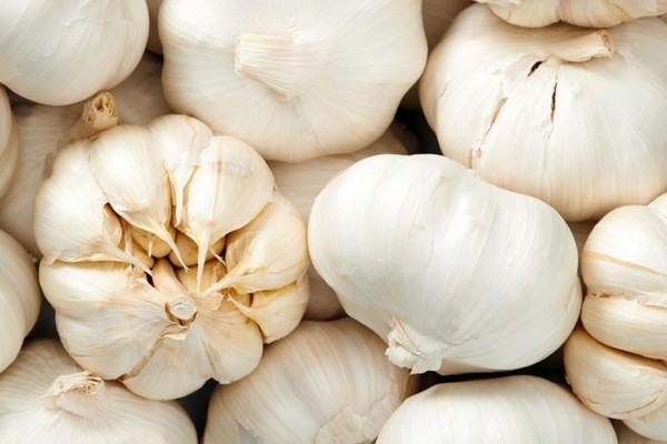 Crece la superficie cultivada con ajo en Mendoza