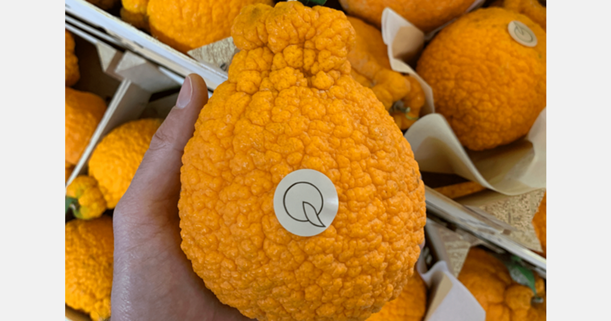 “Una de nuestras nuevas apuestas es la mandarina que está revolucionando el mercado en Estados ...