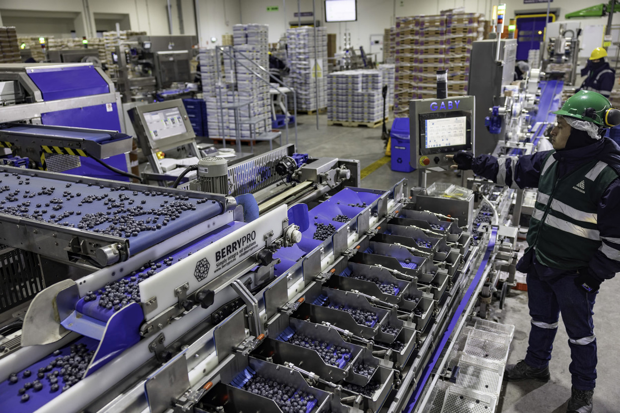 Con operaciones en Perú, México y Marruecos, Agrovision Corp. busca ...