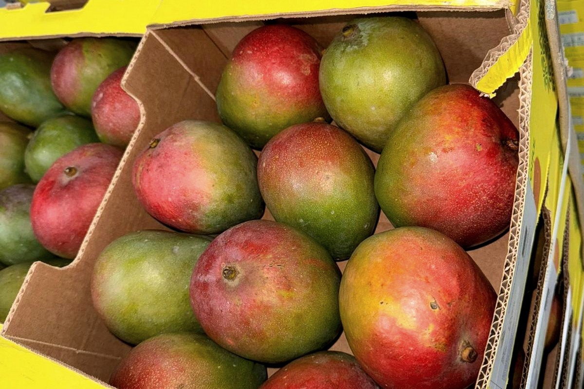 “Hemos iniciado operaciones en Costa de Marfil junto con el mayor ...