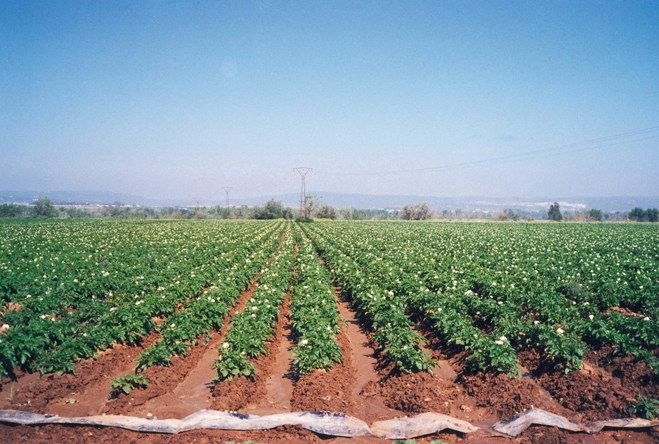 Cosecha de patata temprana de Andalucía marcada por la caída del 30% de ...
