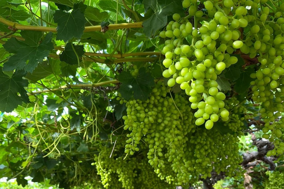 Atitlan entra en Ecosac para convertirse en los primeros productores de ...