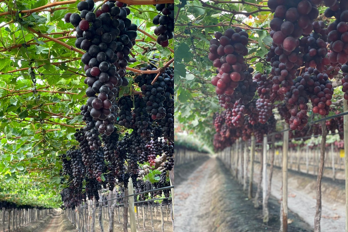 Atitlan entra en Ecosac para convertirse en los primeros productores de ...