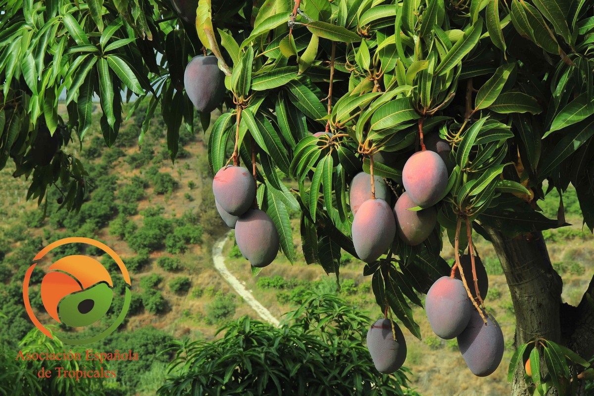 Arranca la tercera campaña de la marca Mango de Málaga