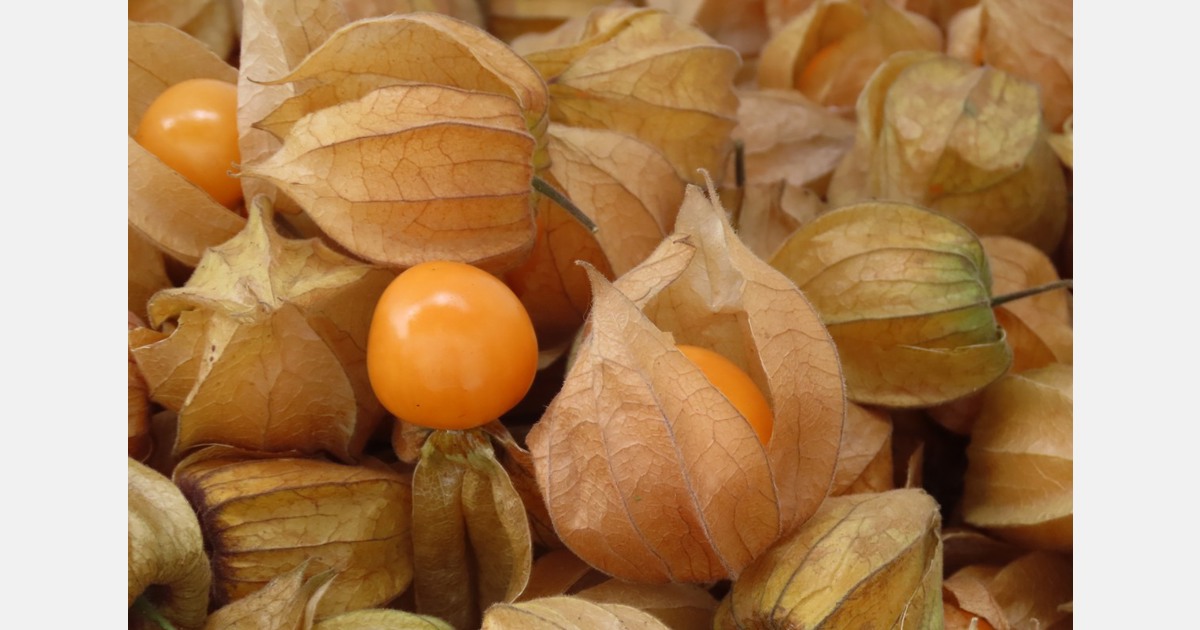 Expansión sostenible y nuevos mercados para la uchuva orgánica de Perú