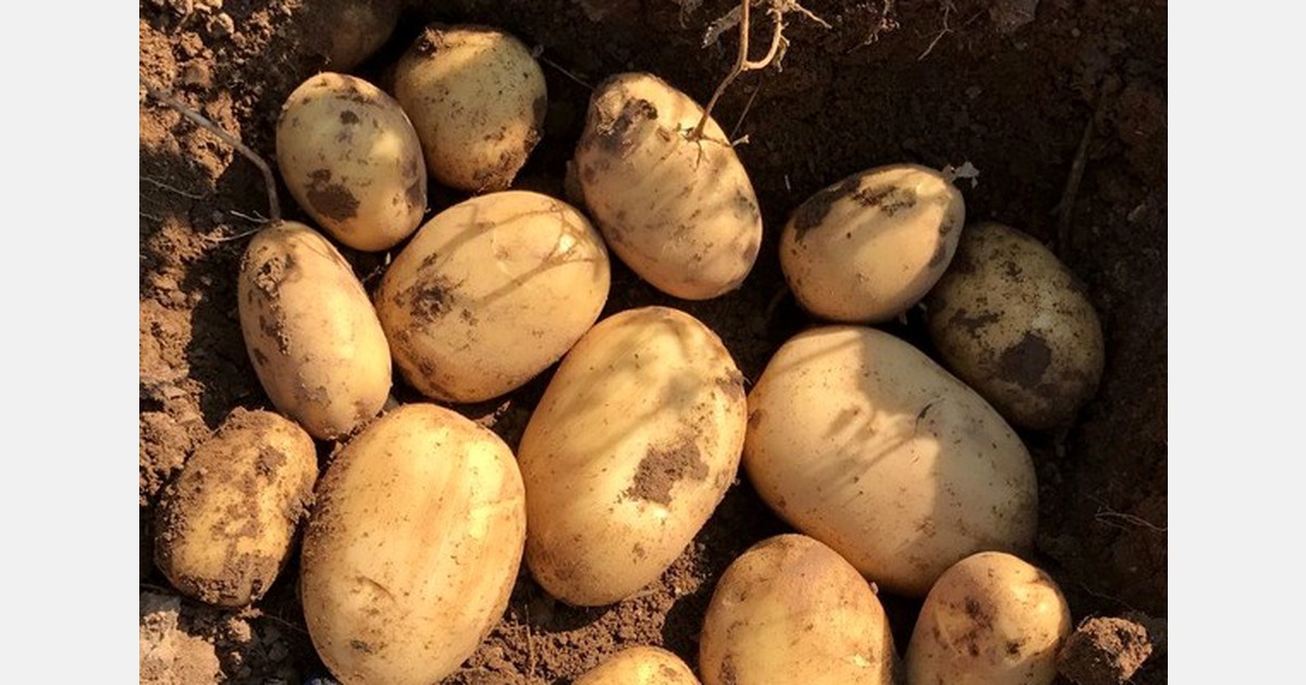 "La campaña de la patata está yendo mejor en España en cuanto a precios ...