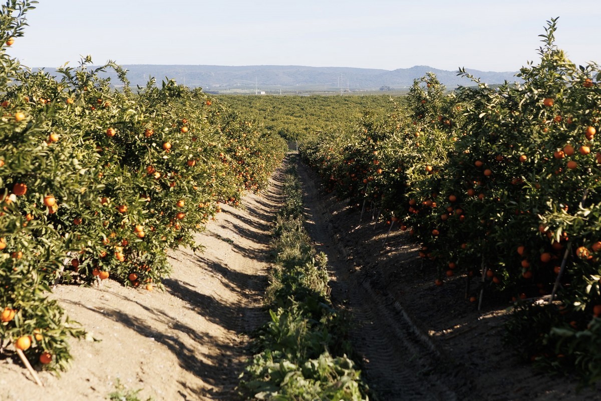 La mandarina Leanri alcanza ya las 3.000 hectáreas en España y prevé ...