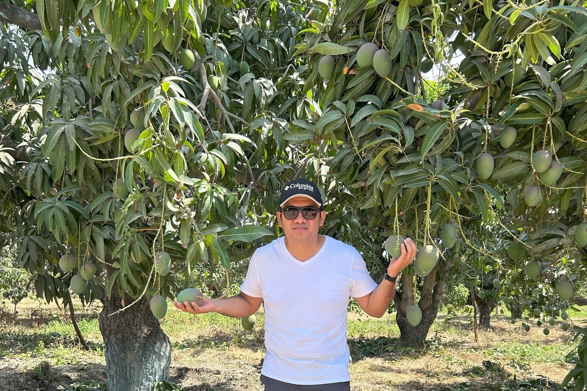 El trips ha sido uno de los principales desafíos para la calidad del mango peruano en la ...