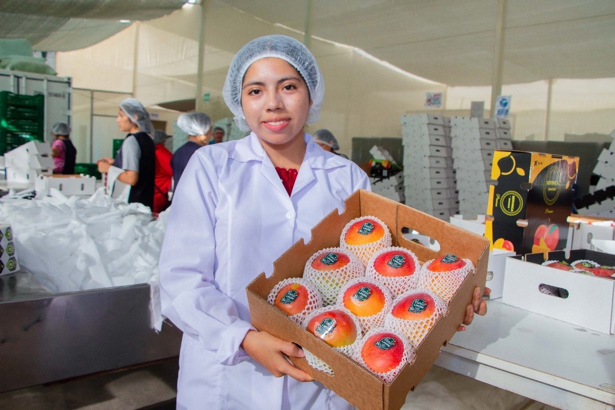 "La producción de mangos en Perú de calibres pequeños ha saturado el ...