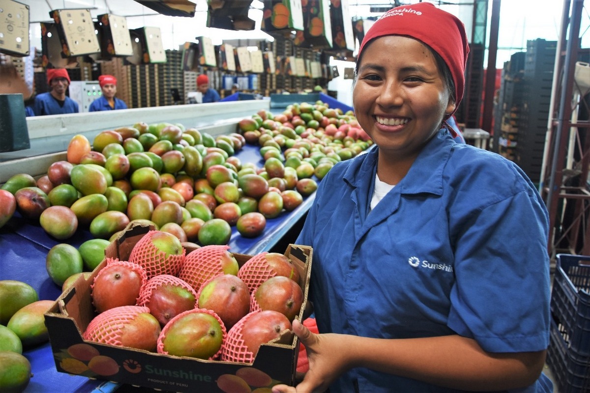 La cosecha temprana y la escasez logística que desafían al mango peruano