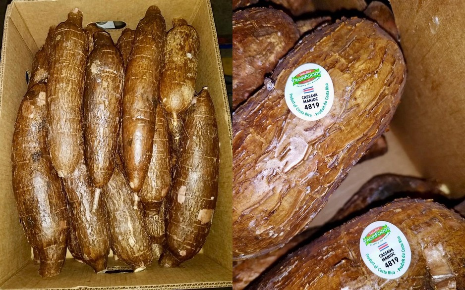 Exportadores de yuca en Costa Rica lidian con aumento del 45% en costos ...