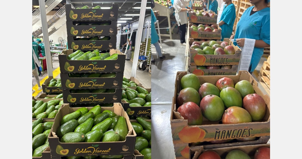 Perú enfrenta reducción en la producción de mango y alza en el precio ...