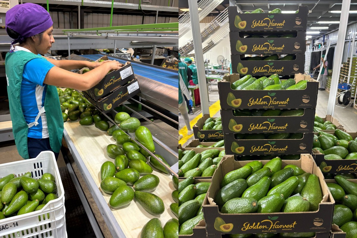 Perú enfrenta reducción en la producción de mango y alza en el precio ...