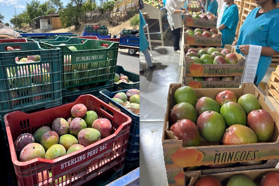 Perú enfrenta reducción en la producción de mango y alza en el precio ...