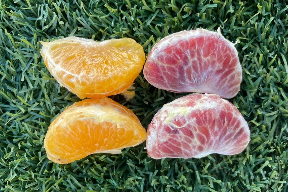 "Esta mandarina de color rojo externo e interno podría convertirse en ...