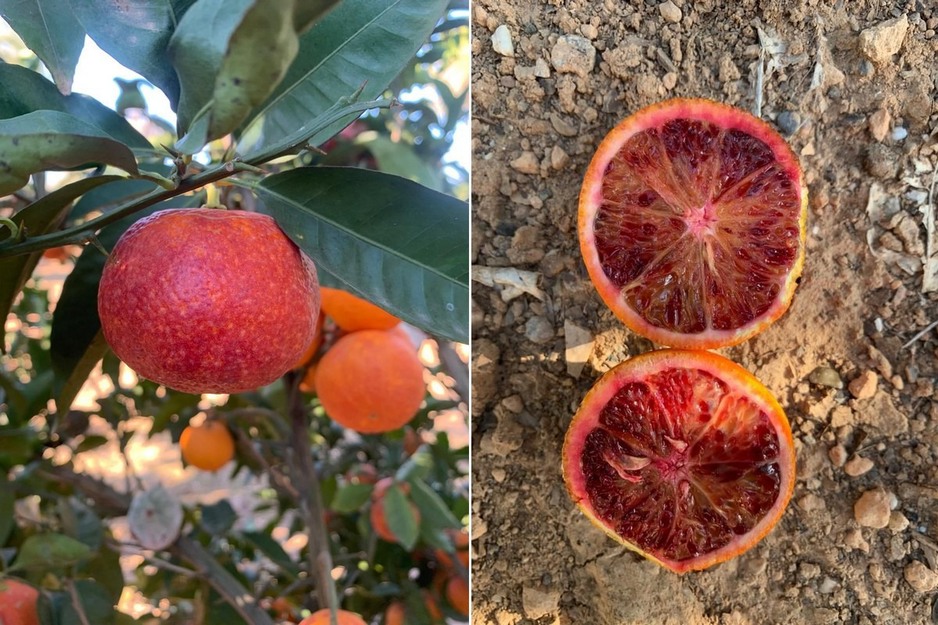 "Esta mandarina de color rojo externo e interno podría convertirse en ...