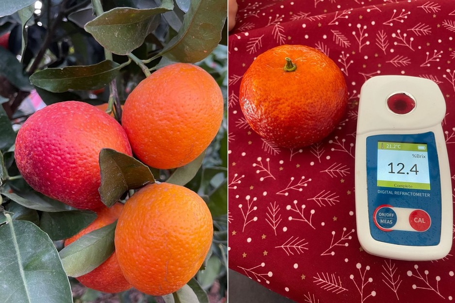 "Esta mandarina de color rojo externo e interno podría convertirse en ...