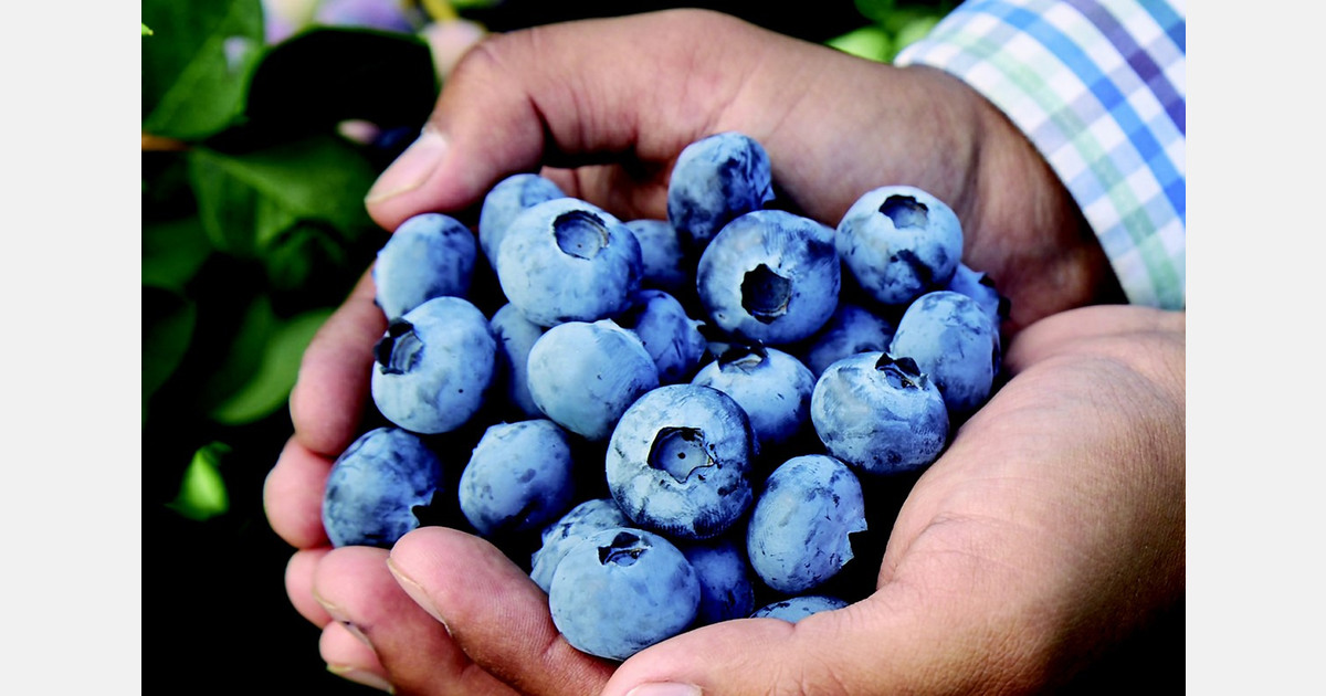 “Se espera que el consumo de arándanos se duplique en los próximos seis ...