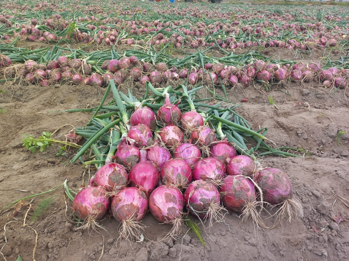 La nueva variedad de cebolla peruana que promete mejor poscosecha y ...
