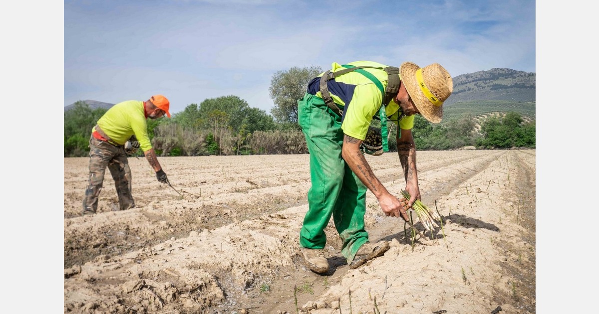 Granada prevé una cosecha de 35 millones de kilos de espárrago verde