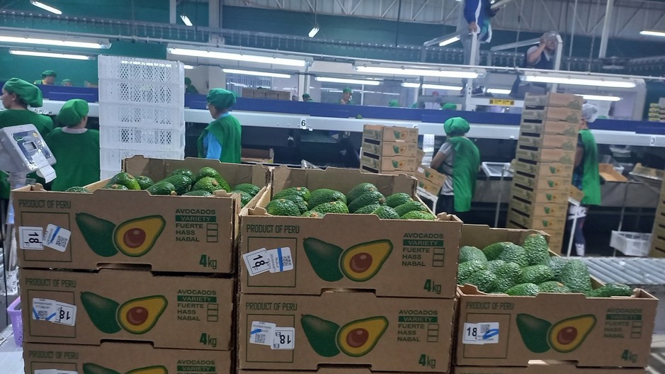 La campaña de palta peruana comenzó con retraso respecto a 2024, pero presenta mayor volumen