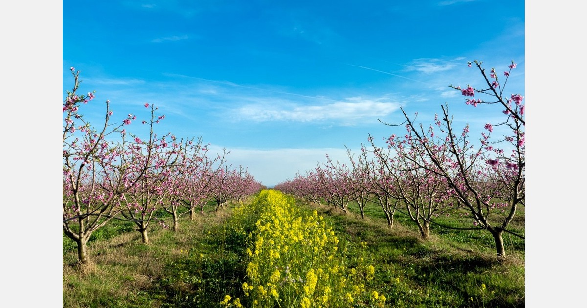"Prevemos cierto solapamiento de la campaña de fruta de hueso de Lleida ...