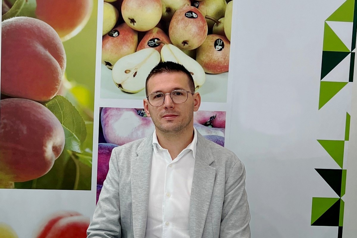 "Esperamos la mitad de kilos de pera Ercolini en Jumilla por el granizo"