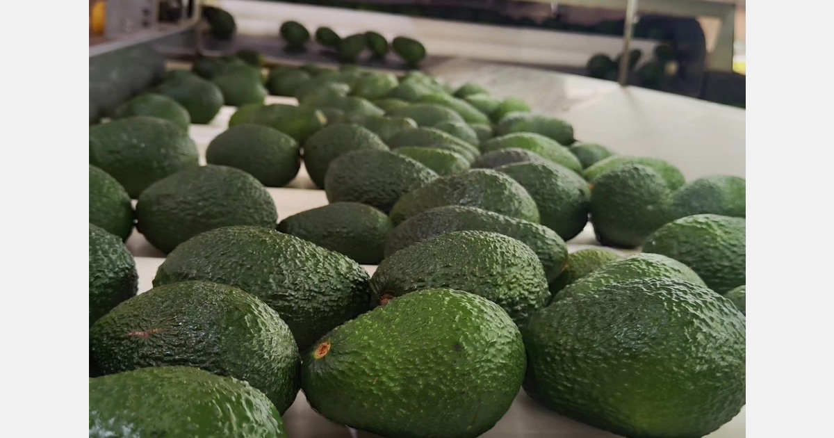 Perú exporta el 60% de su proyección de palta Hass en lo que va del 2025