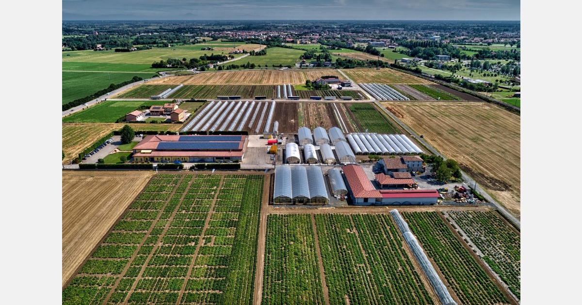 Nace Panora: la nueva empresa de semillas hortícolas que integra ISI ...