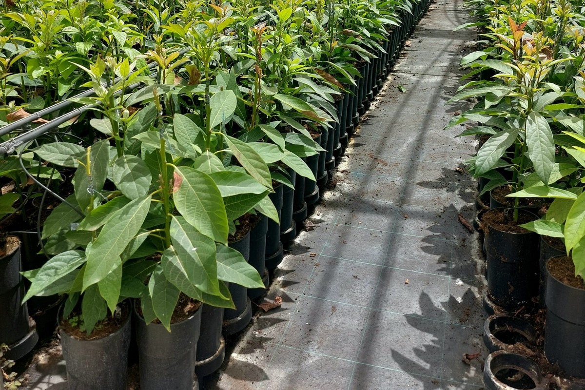 "El aguacate orgánico de España está todo vendido, aunque sea un 20% ...